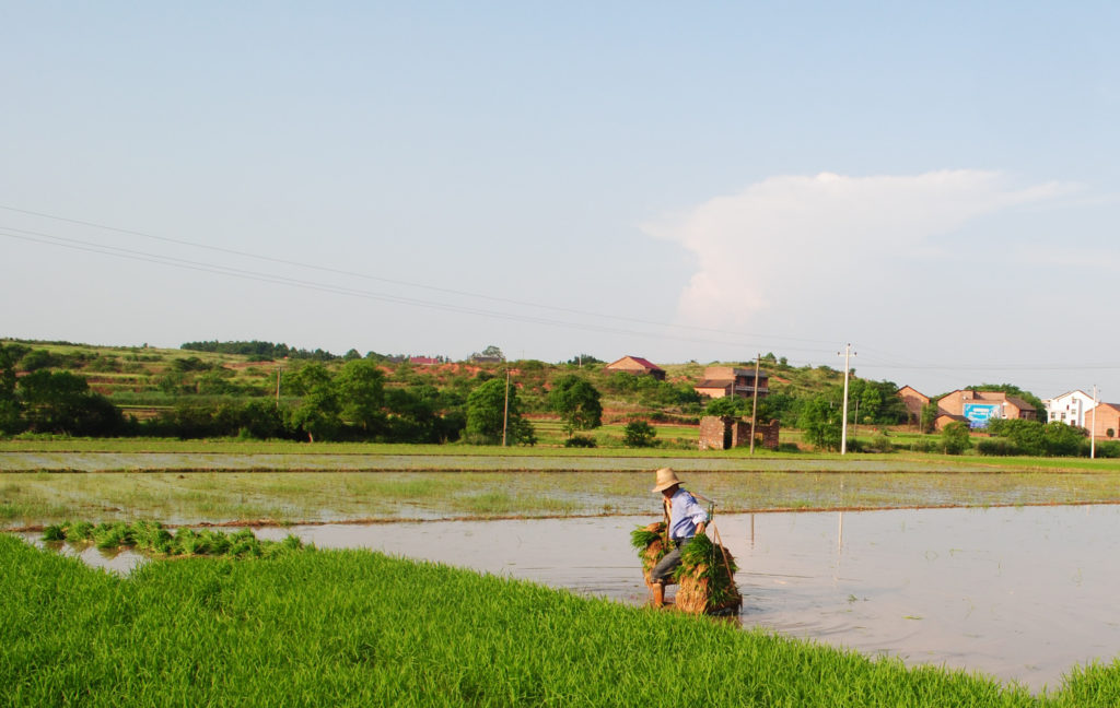 Special report: the legacy of Hunan's polluted soils | Dialogue Earth
