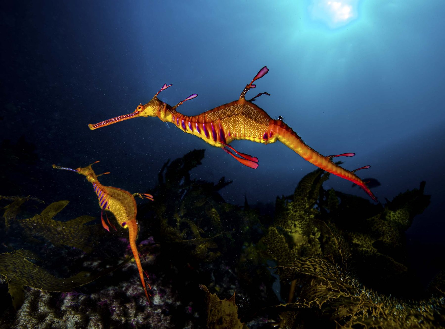 Call of the Blue: the fragility of marine life – in photos