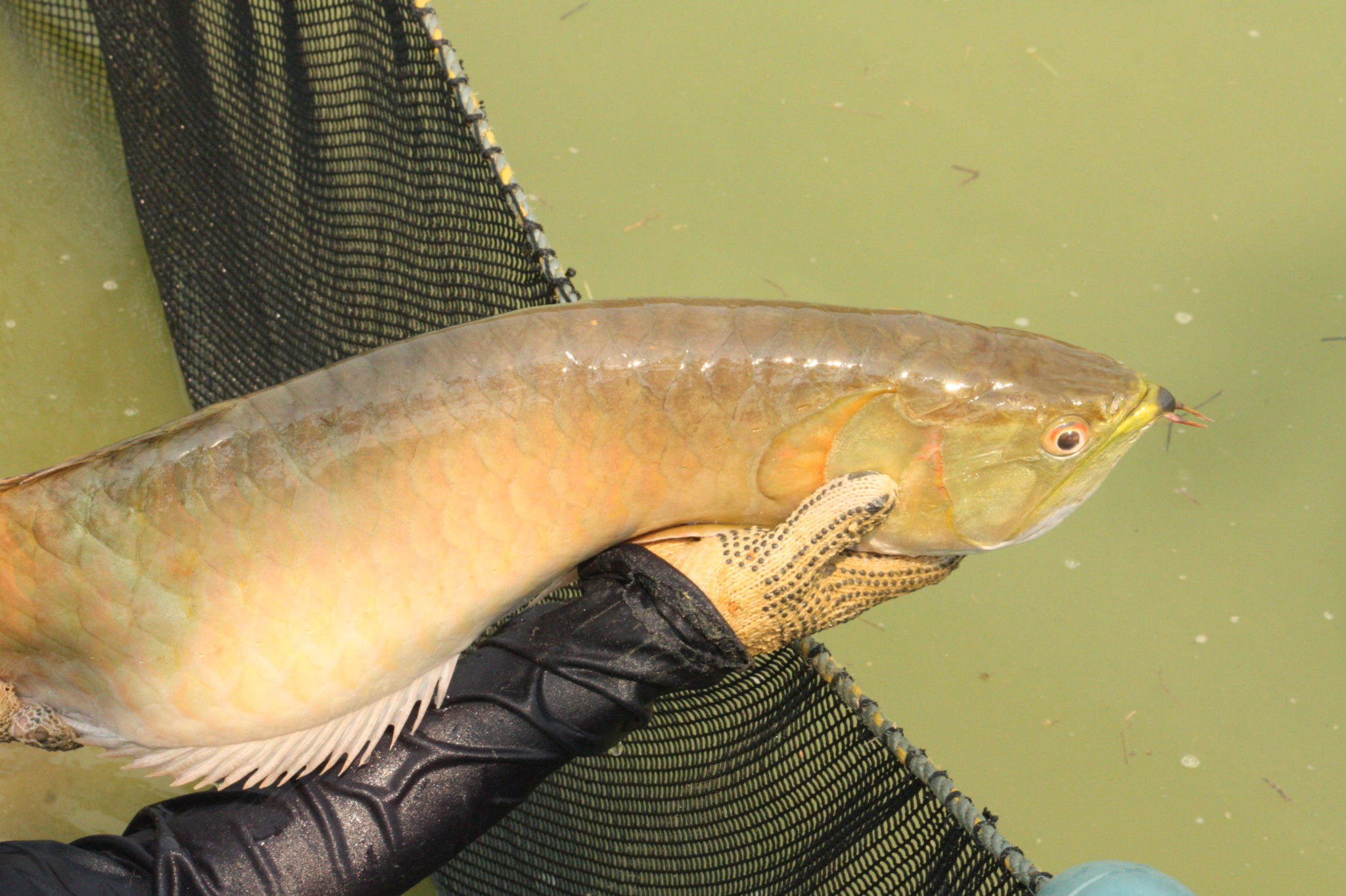 El pez dragón del Amazonas seduce a los acuarios chinos | Dialogue Earth