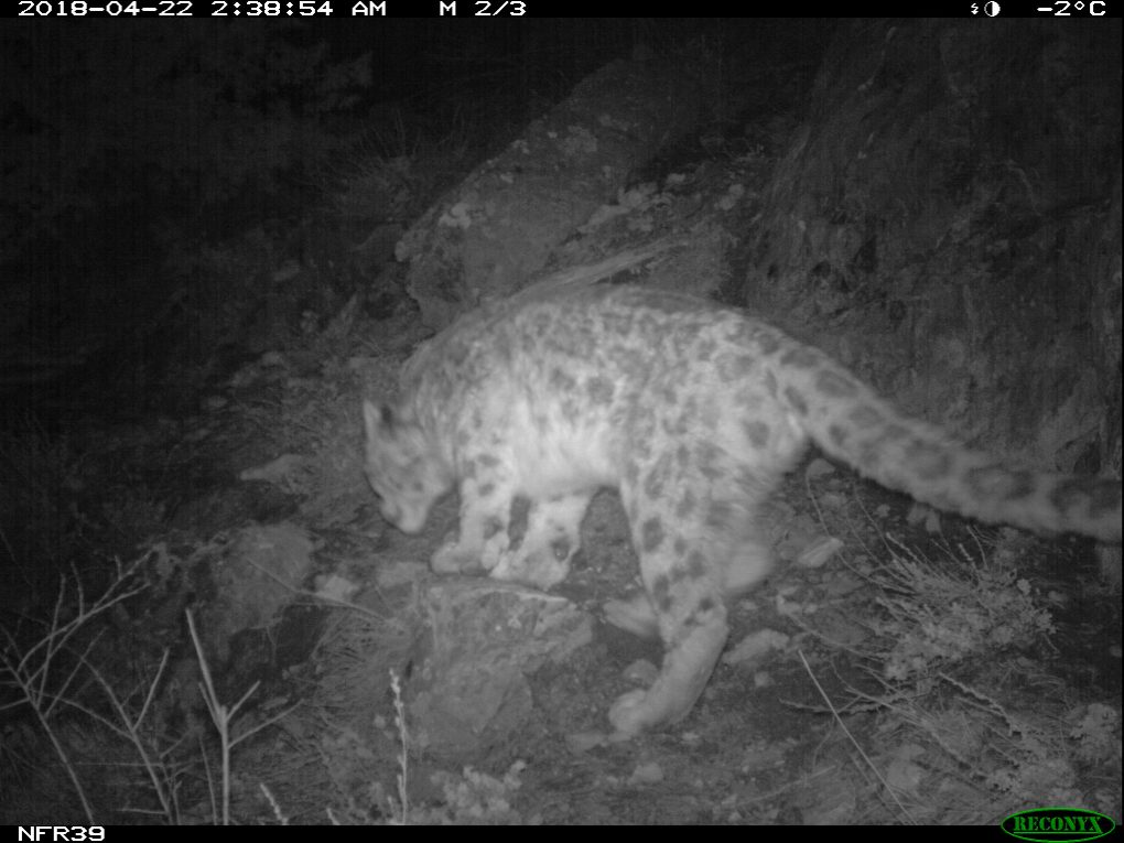 Climate change threatens Pakistan’s elusive snow leopard | Dialogue Earth