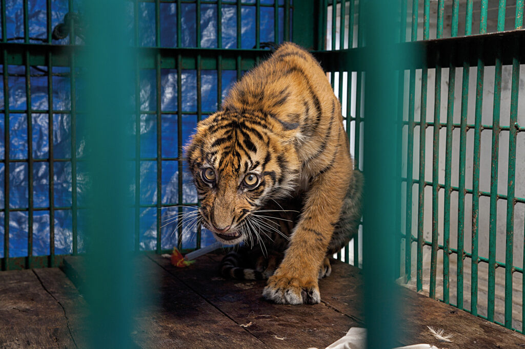 Photographers join forces against wildlife crime