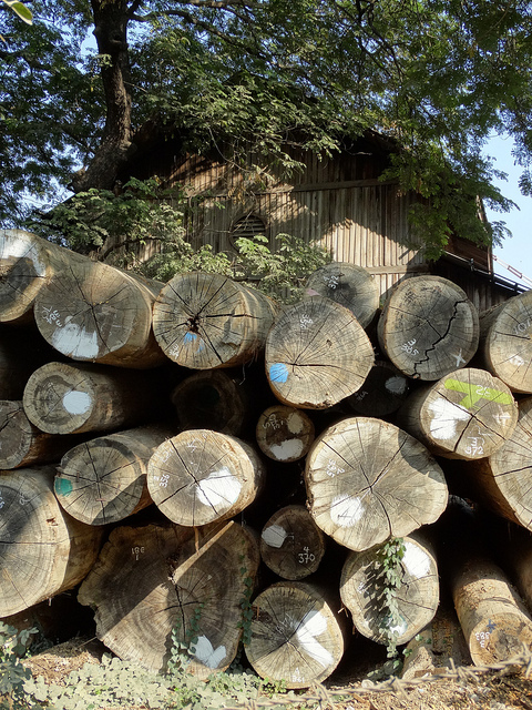 How to stop the trade in illegal timber between China and Myanmar ...