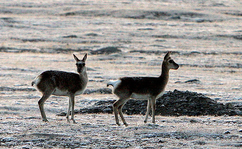 Revealed: the mystery of the Tibetan antelope’s high-altitude living ...