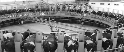 Tragedy for traditional herders | Dialogue Earth