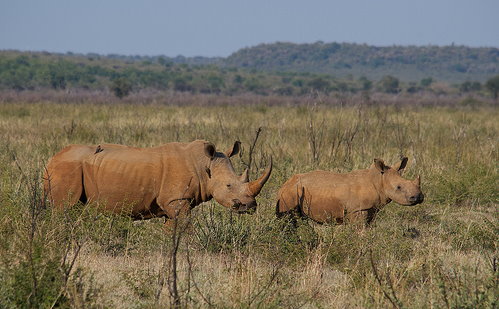 China's many roles in the illegal rhino horn trade | Dialogue Earth