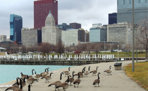 Discovering nature within our cities | Dialogue Earth