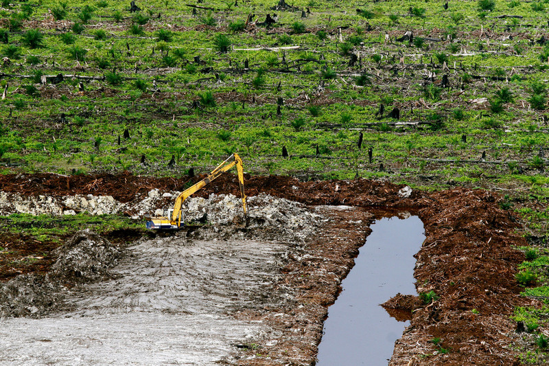 Preparing land for palm oil causes most climate damage | Dialogue Earth