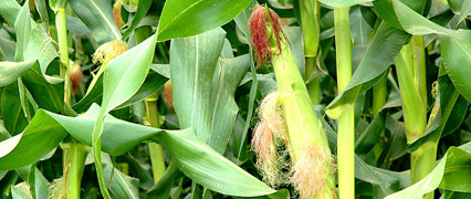 Changes ahead in US corn belt | Dialogue Earth