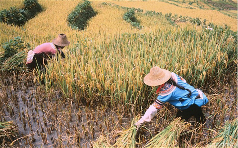 Taxpayers to bear costs of polluted Hunan soil | Dialogue Earth