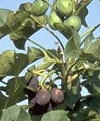 When oil grows on trees | Dialogue Earth