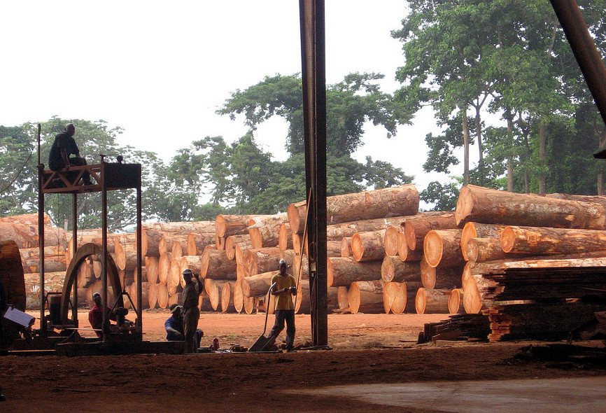 Chinese companies using “illegal” permits for large-scale logging in ...