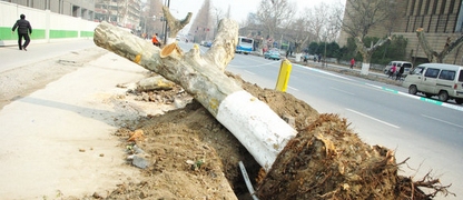 The battle for Nanjing’s trees | Dialogue Earth