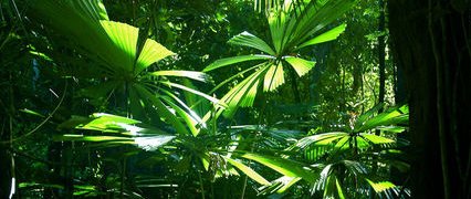 No trees without tenure | Dialogue Earth