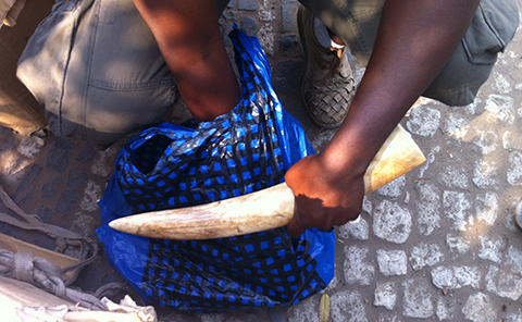 The Chinese ivory-smugglers in Africa | Dialogue Earth