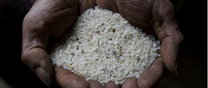 China’s tainted rice trail | Dialogue Earth