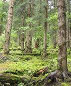 Saving China’s natural forests (part one) | Dialogue Earth