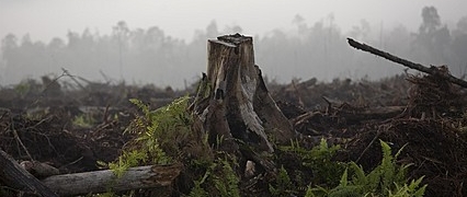 Sorrows of Sumatra | Dialogue Earth