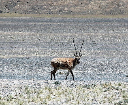 China steps up conservation work in threatened Tibet | Dialogue Earth