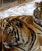 Why China’s tigers need support | Dialogue Earth