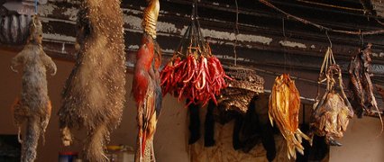 Taking wildlife off the menu | Dialogue Earth