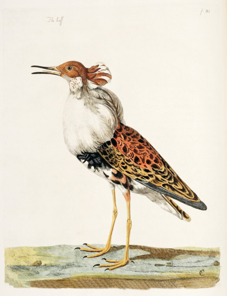 Book: Remarkable Birds