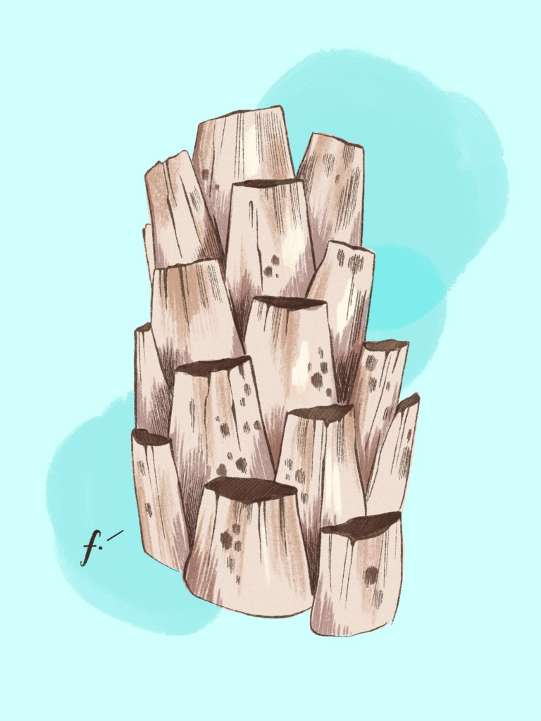 The anatomy of an oil palm