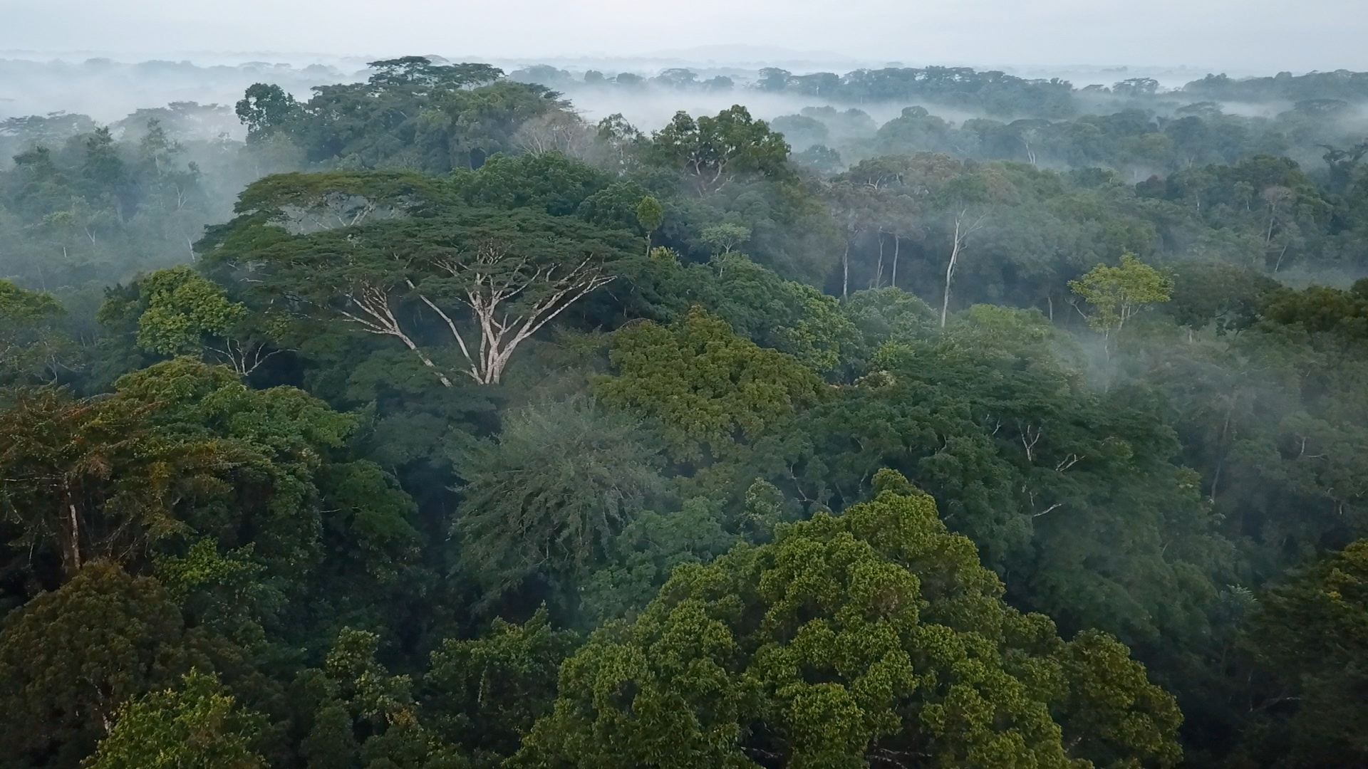 The struggle to protect Liberia’s chimps and their forests