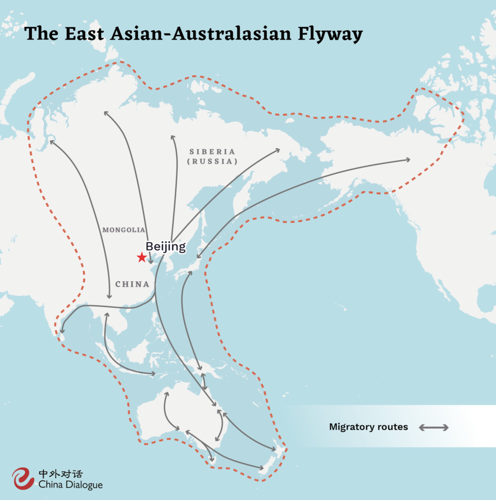Light pollution policy: don’t forget the birds | Dialogue Earth