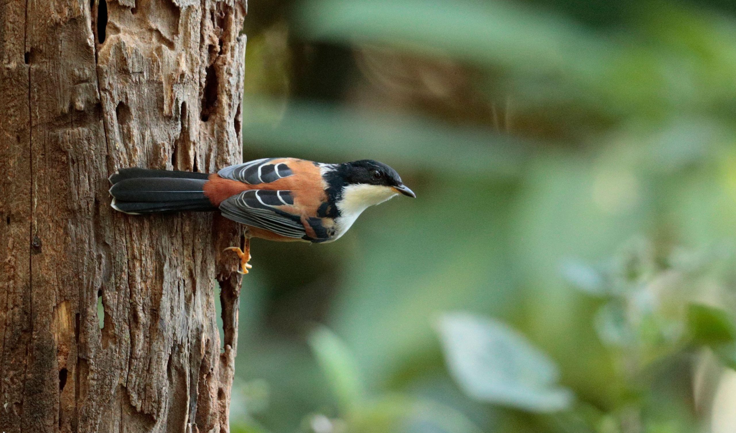 Write for Dialogue Earth