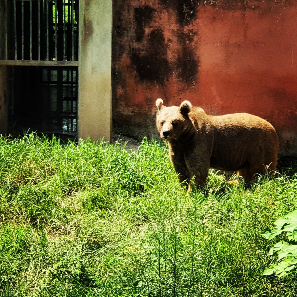 Low-profile sanctuary in Pakistan a ray of hope for baited bears ...