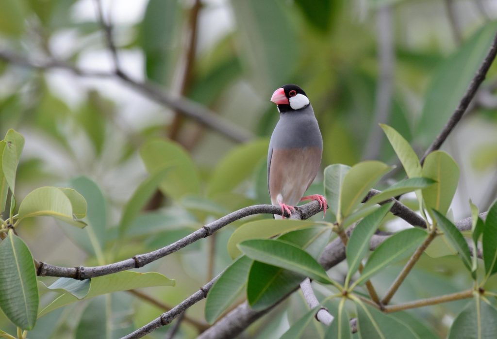 COP15 reaches historic agreement to protect biodiversity | Dialogue Earth