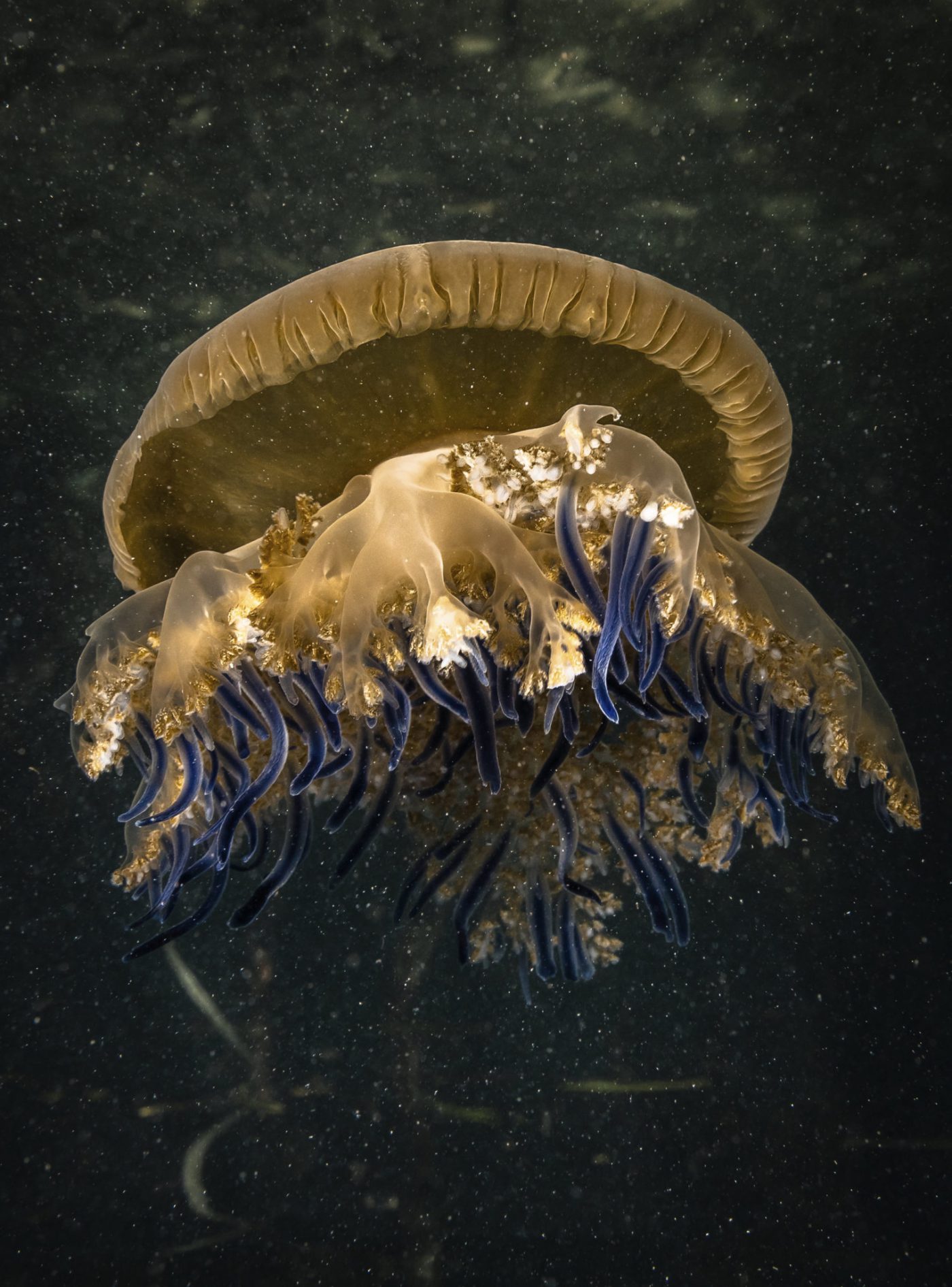 Call of the Blue: the fragility of marine life – in photos