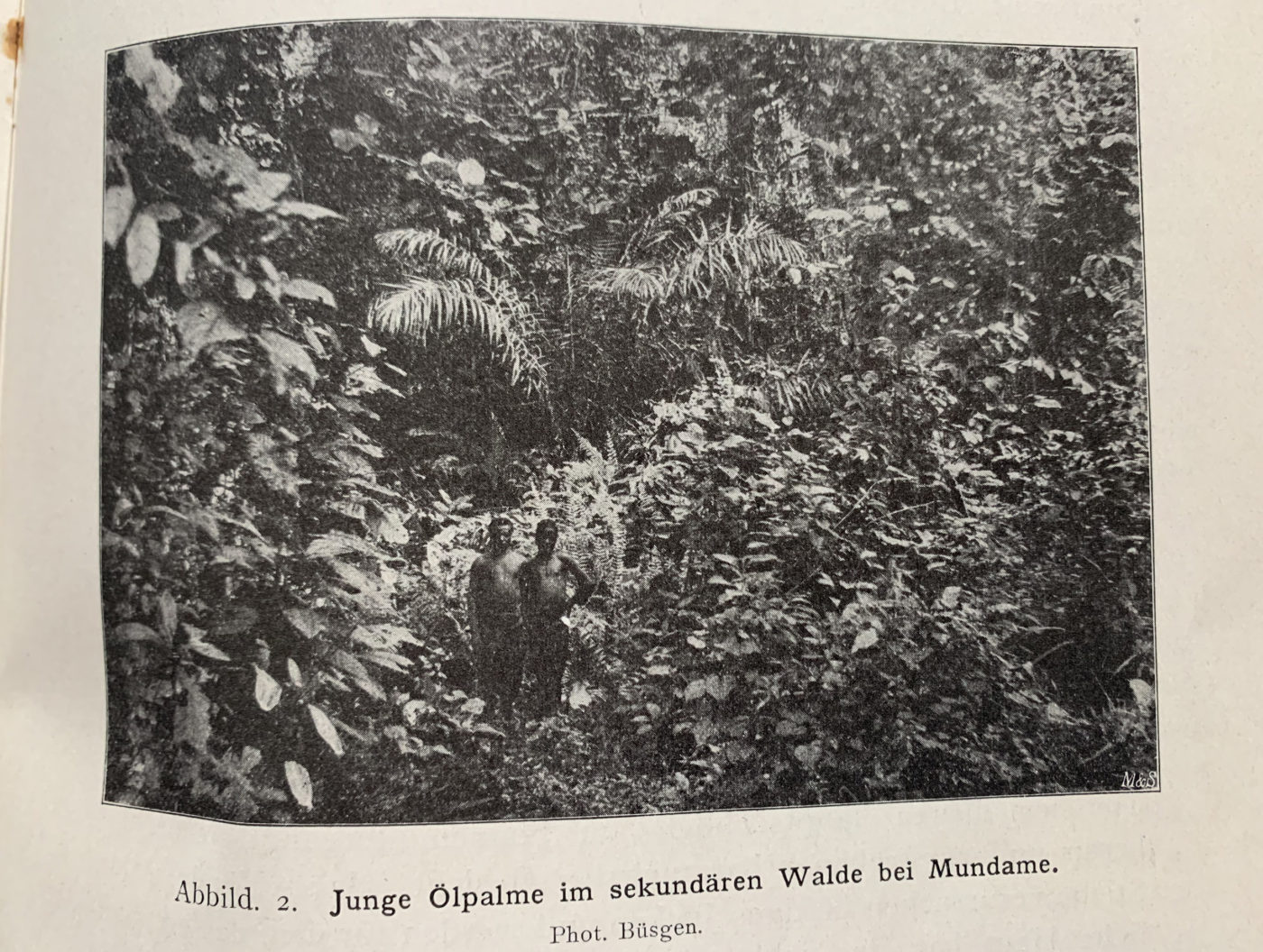 Red gold: a history of palm oil in West Africa | Dialogue Earth