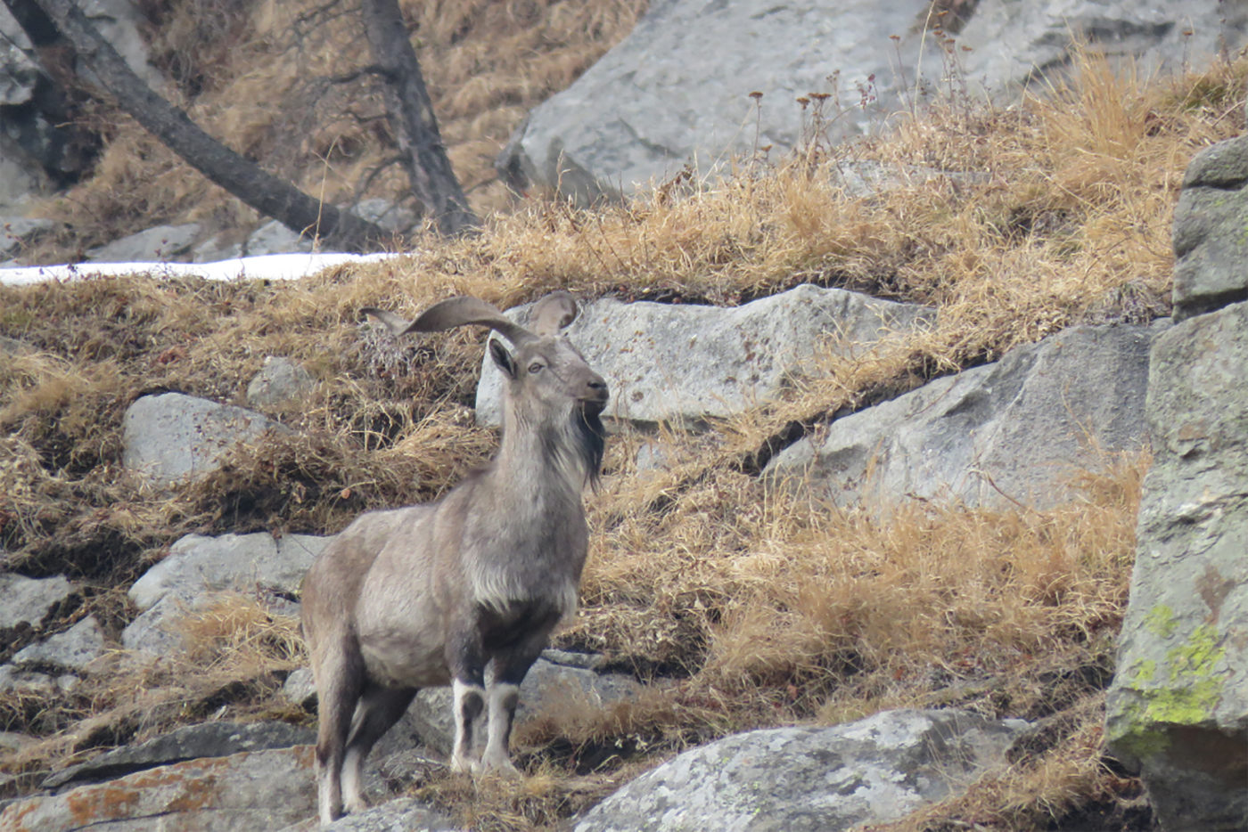 Markhor struggling to survive in Kashmir | Dialogue Earth