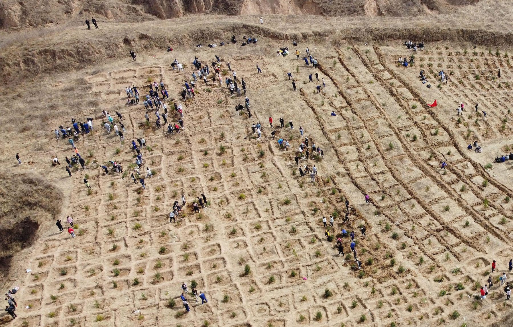 Lessons from the rush to reforest | China Dialogue