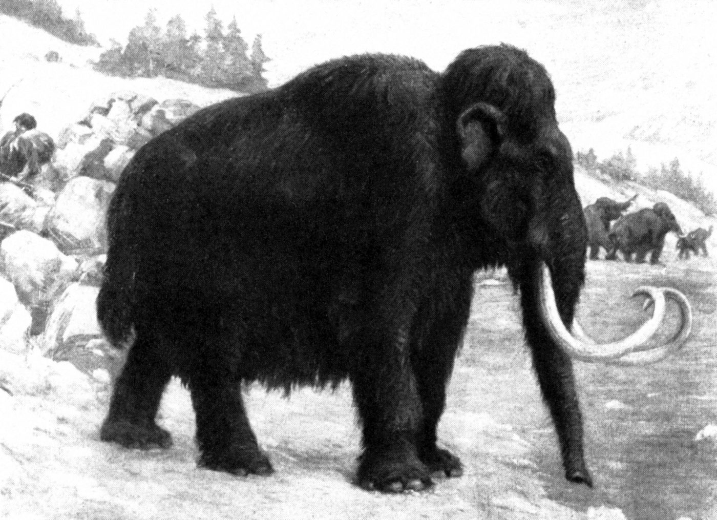 Mammoth ivory: curbs on the Siberian trade may be good news for ...
