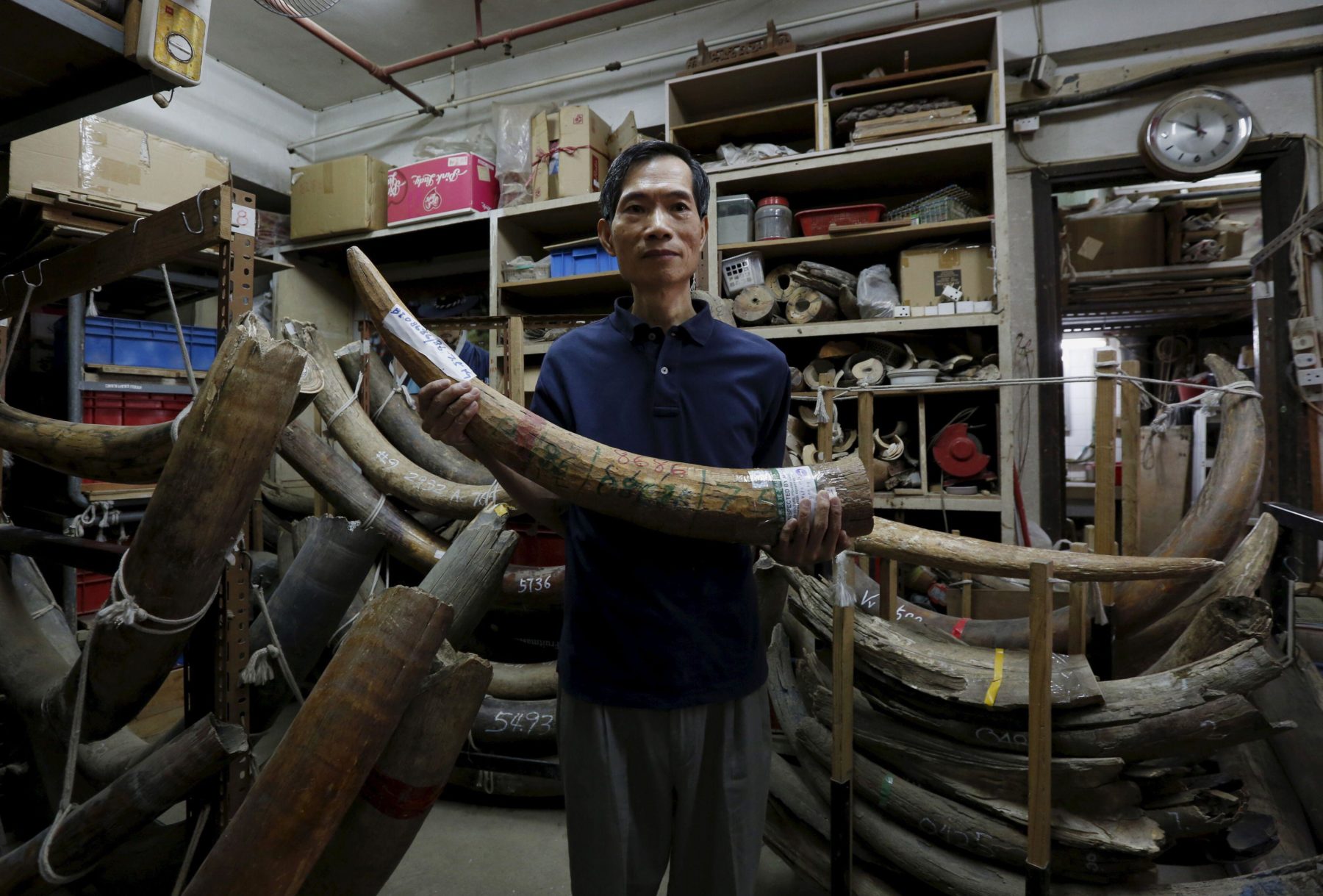 Mammoth ivory: curbs on the Siberian trade may be good news for ...