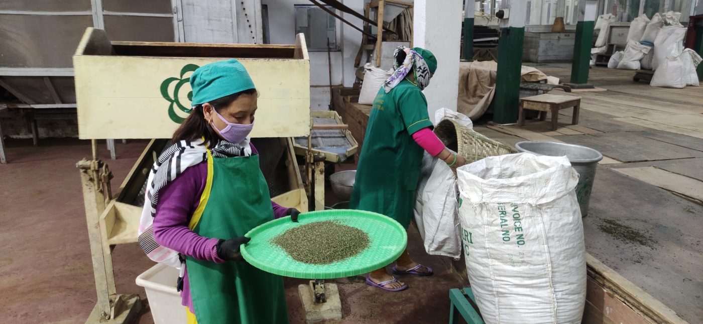 Darjeeling tea goes organic | Dialogue Earth