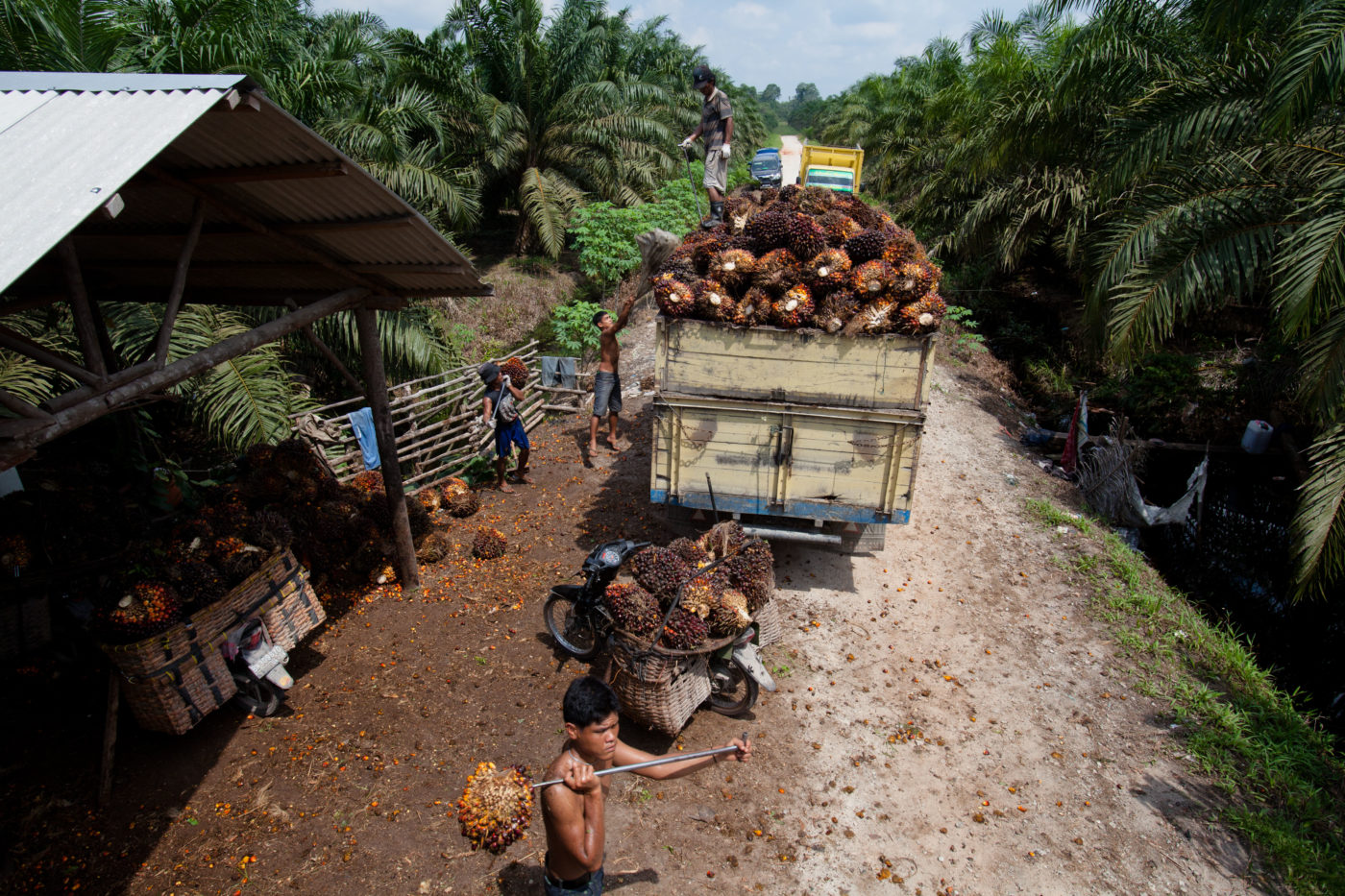 Who gets to define sustainable palm oil? | Dialogue Earth
