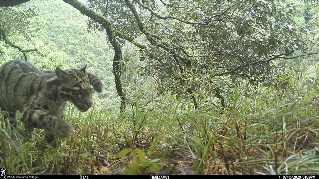 Conservation in Nagaland by indigenous-led project preserves rare wildlife