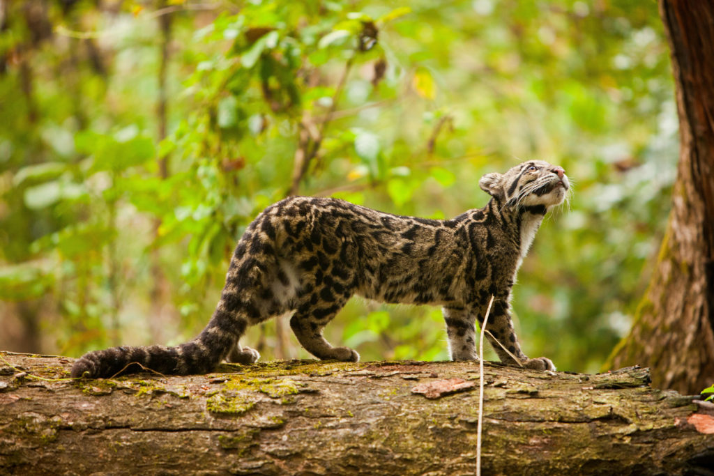 Clouded leopards may be rarer than tigers in mainland Asia | Dialogue Earth