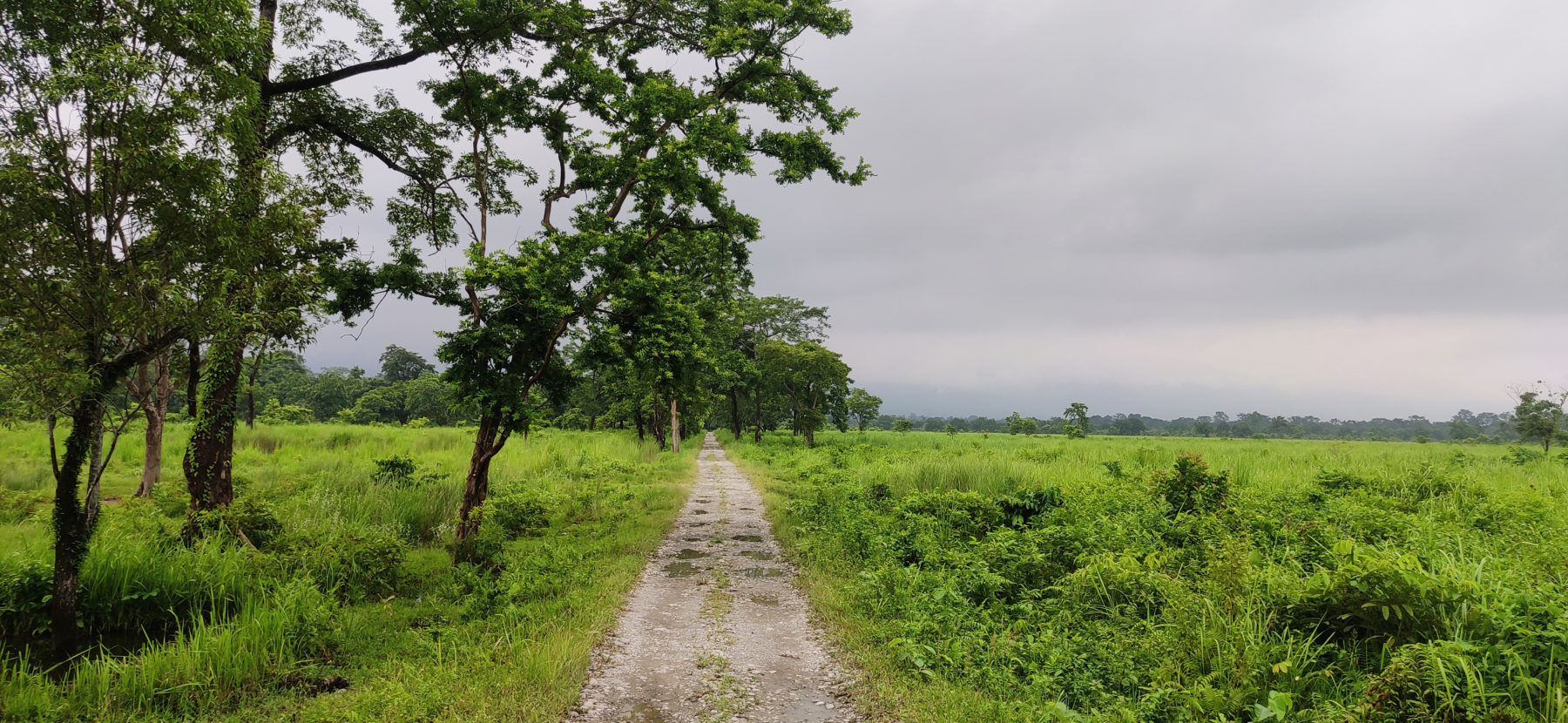 Assam’s Manas National Park regains its glory | Dialogue Earth