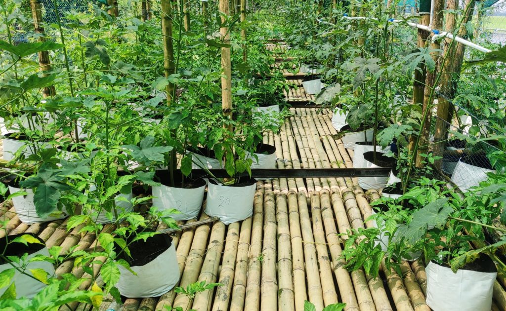 Floating farms boost flood resilience on Majuli | Dialogue Earth