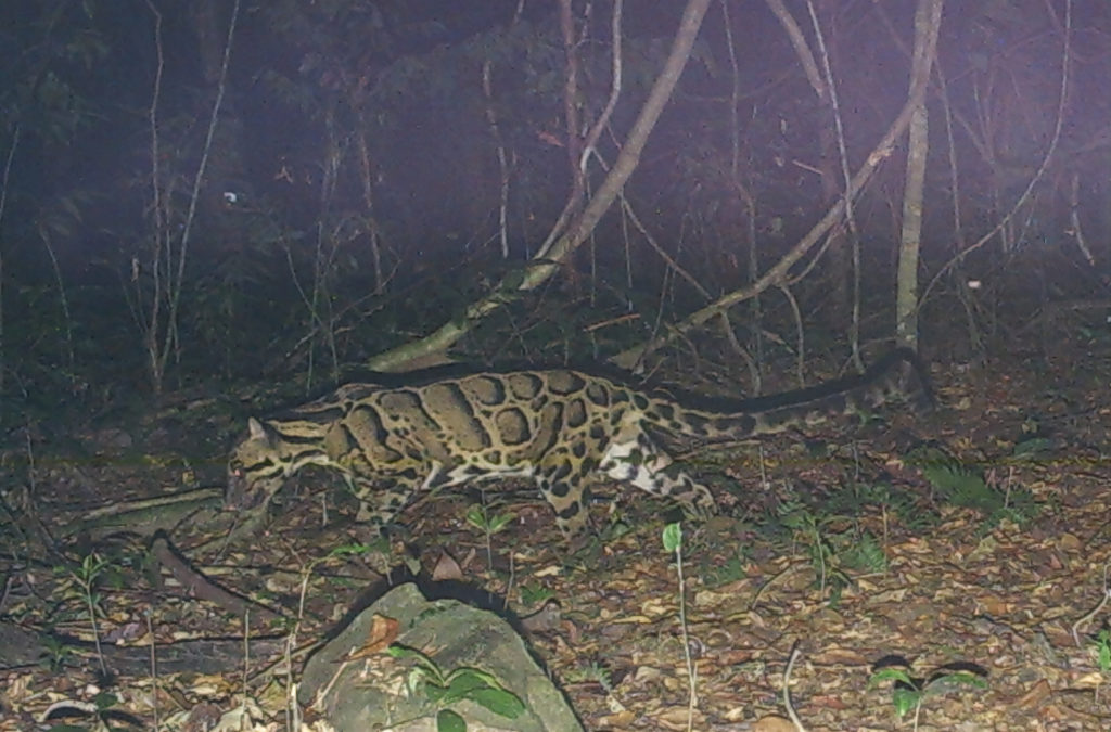 Clouded leopards may be rarer than tigers in mainland Asia | Dialogue Earth