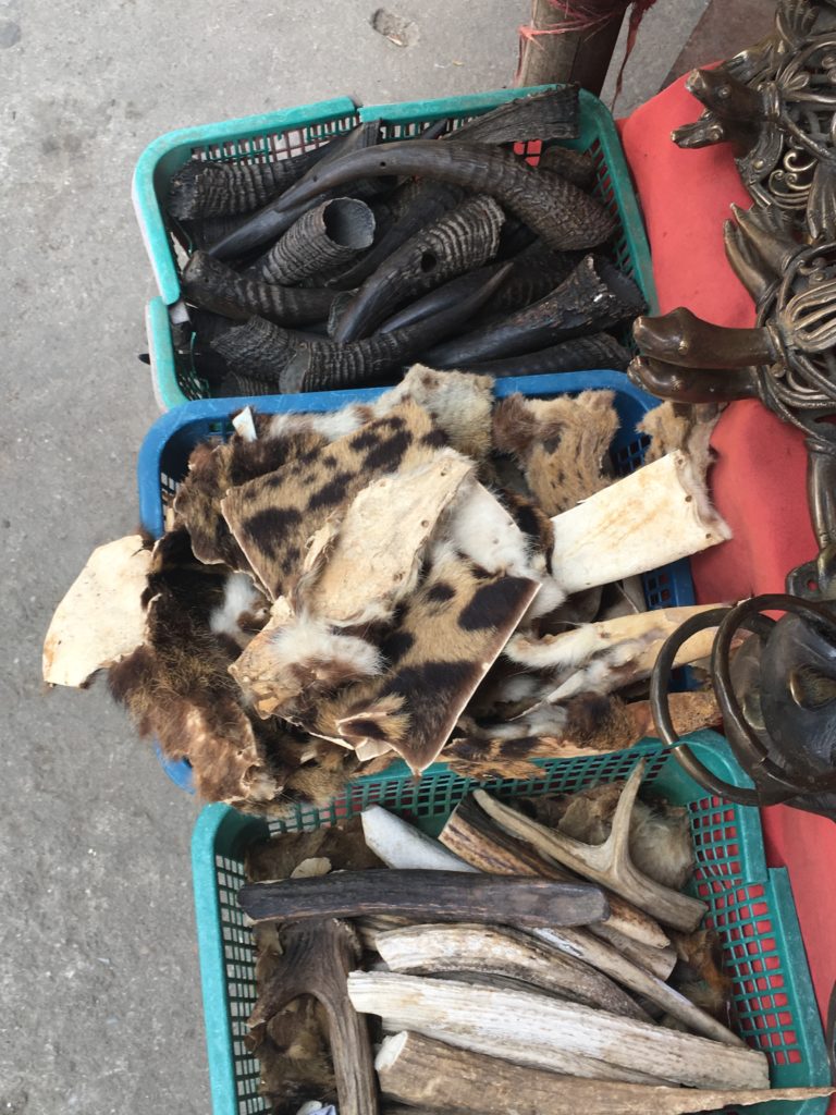 Clouded leopards may be rarer than tigers in mainland Asia | Dialogue Earth