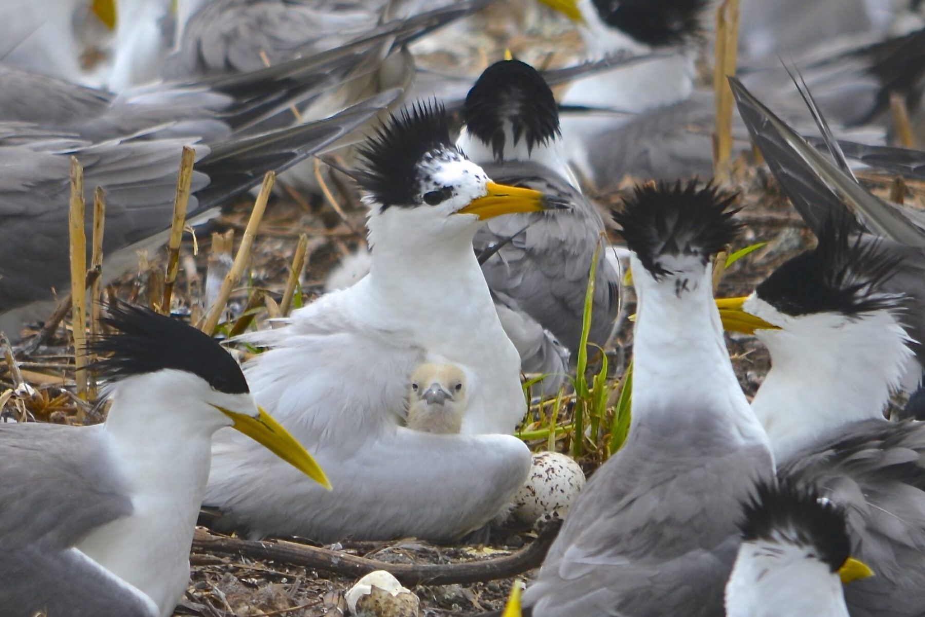 In pictures: Marine species on the brink