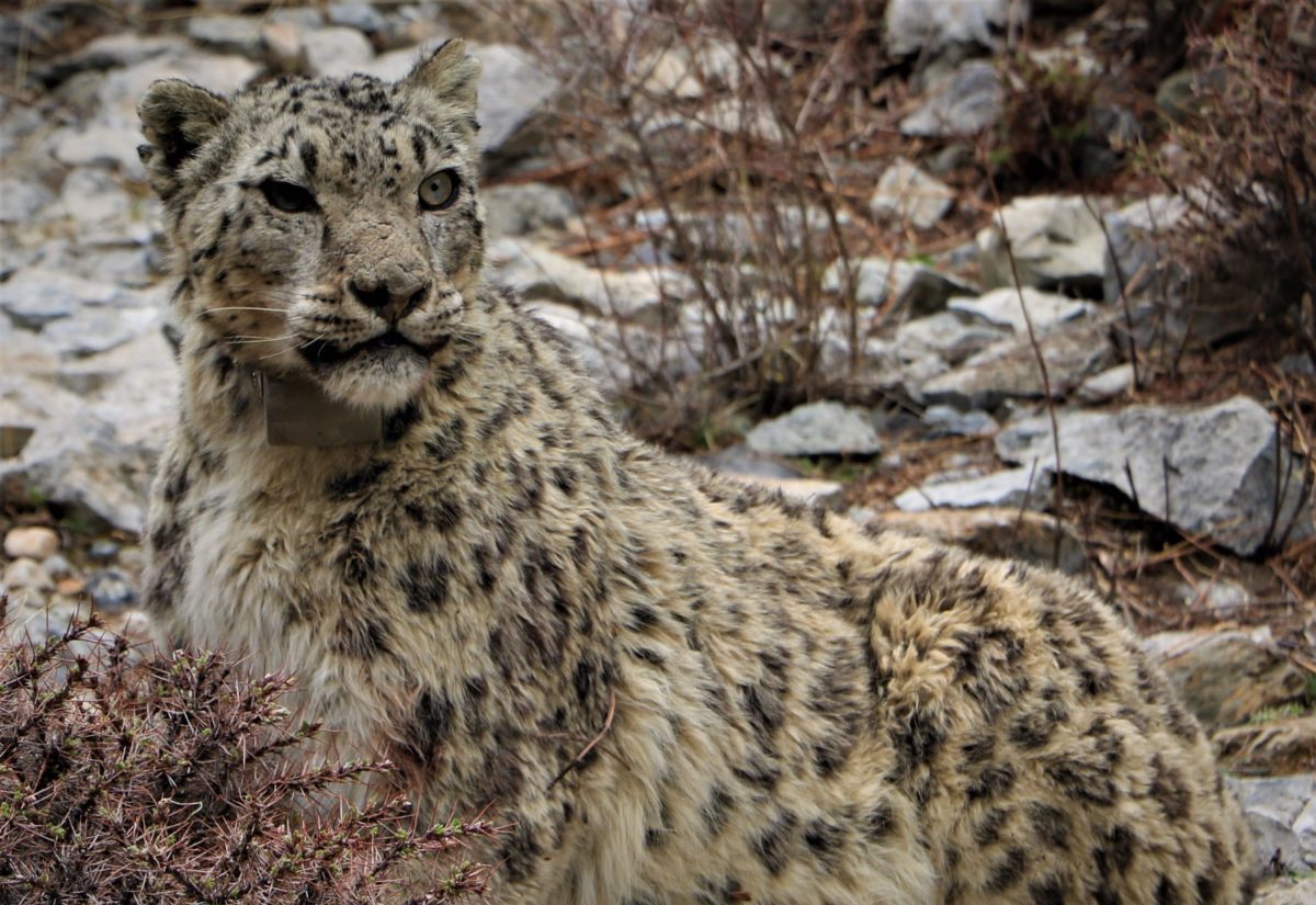 Collaring the elusive snow leopard in Nepal | Dialogue Earth