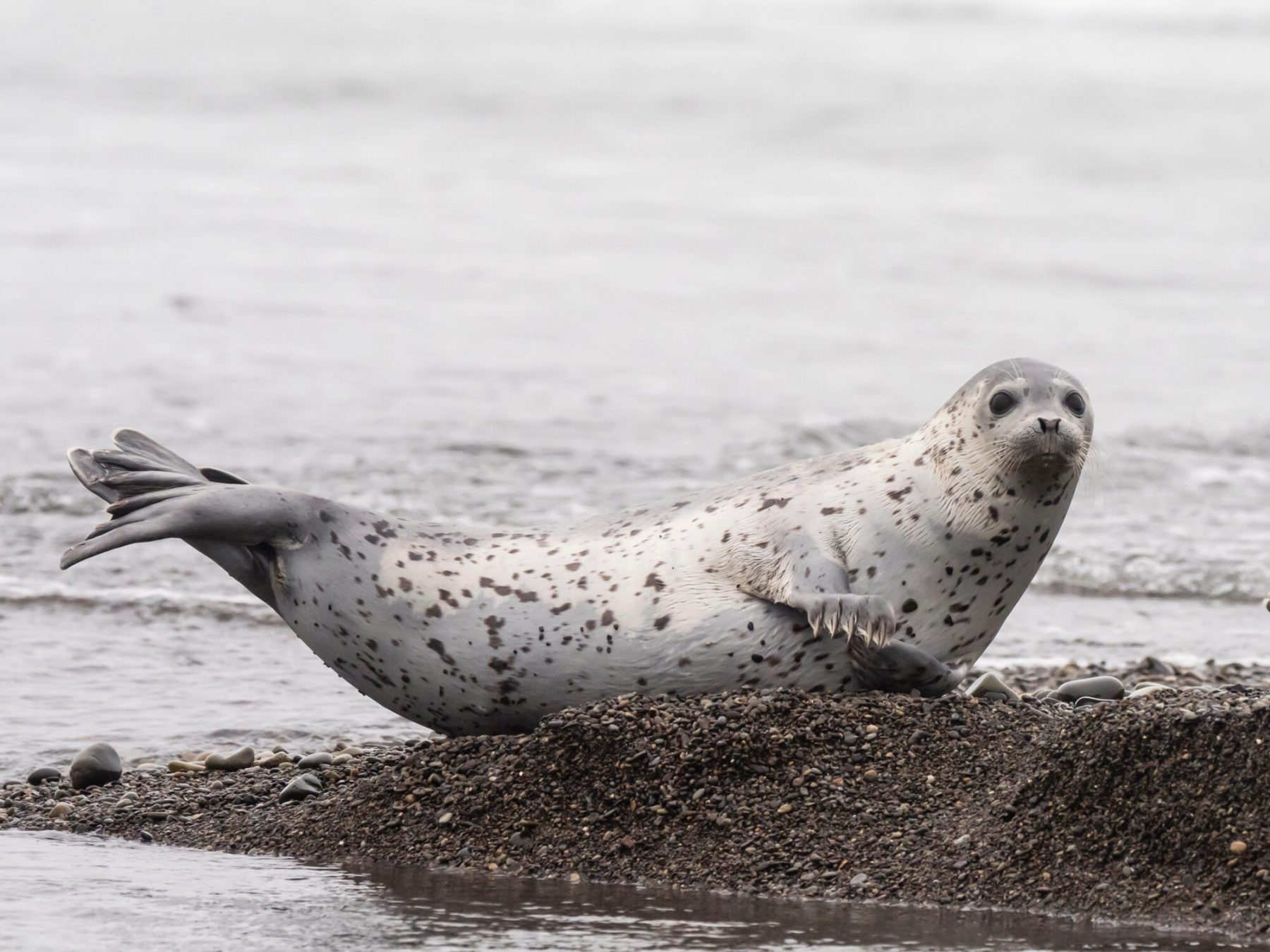 In pictures: Marine species on the brink