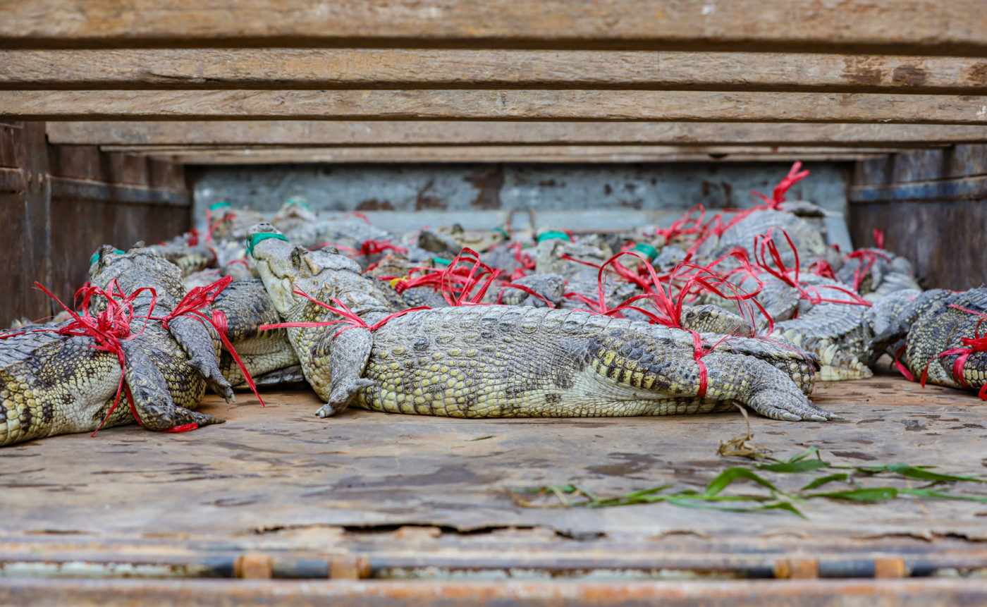Cambodia’s crocodile farmers and conservationists forge unlikely alliance