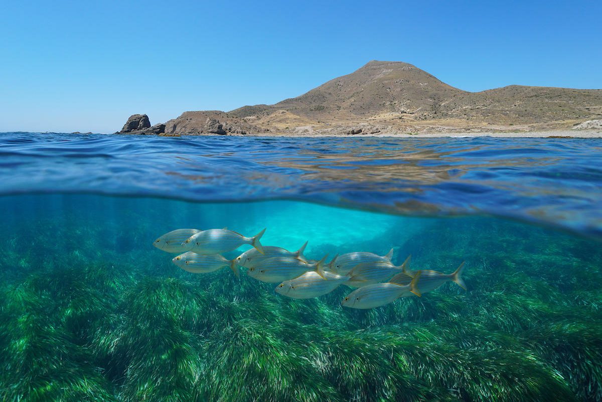 What Is Blue Carbon Used For - Infoupdate.org